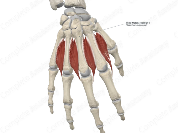 Third Metacarpal Bone | Complete Anatomy
