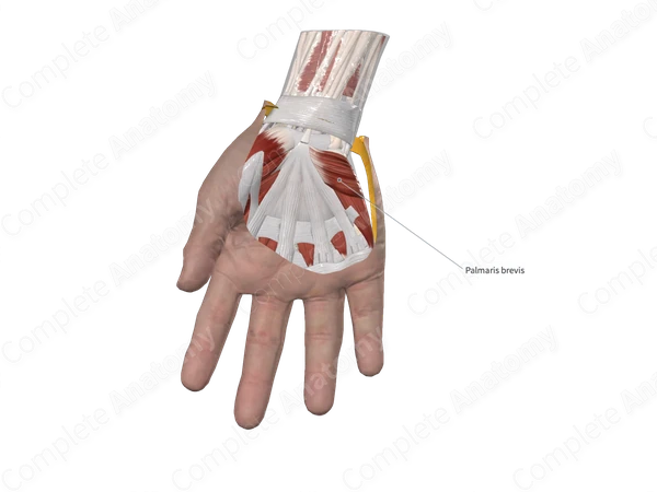 Palmaris Brevis Muscle | Complete Anatomy
