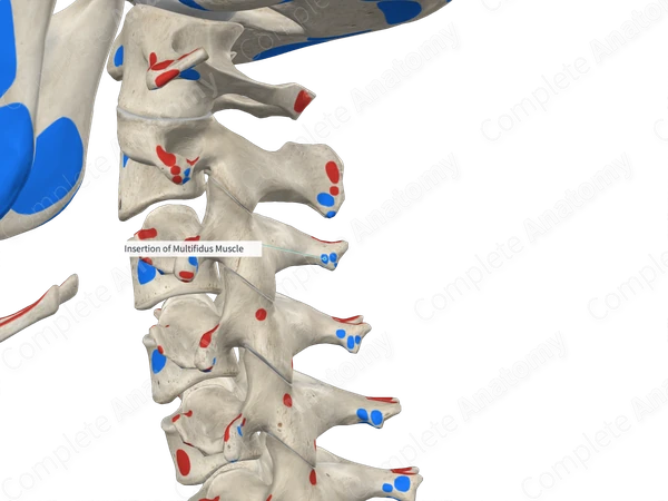 Insertion of Multifidus Muscle | Complete Anatomy