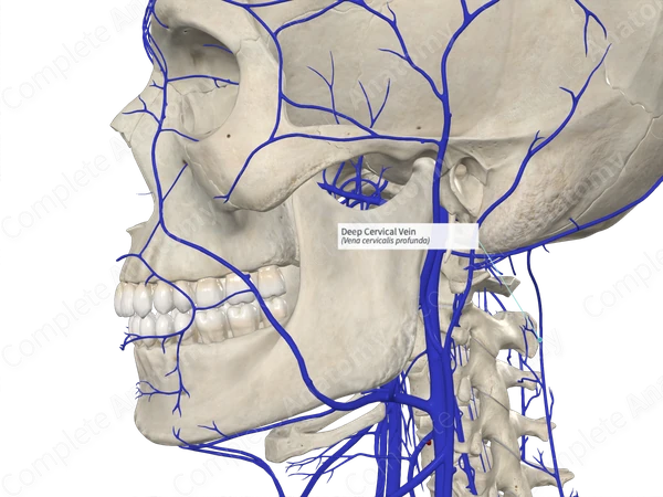 Deep Cervical Vein | Complete Anatomy