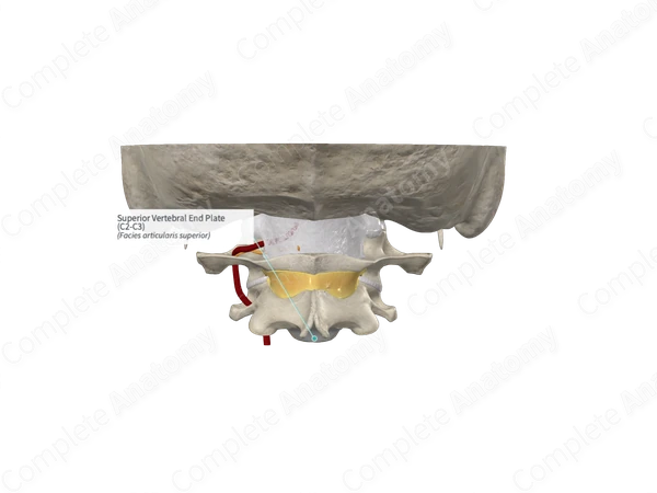 Superior Vertebral End Plate (C2-C3) | Complete Anatomy