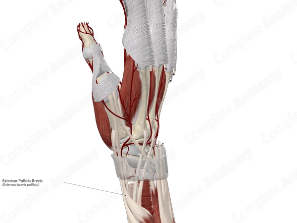 Extensor Pollicis Brevis | Complete Anatomy