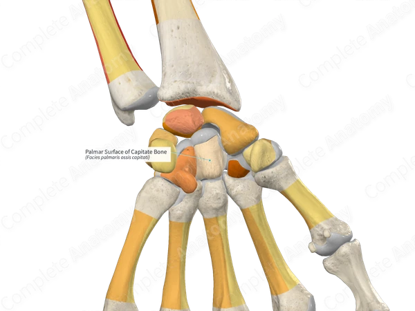 Palmar Surface of Capitate Bone | Complete Anatomy