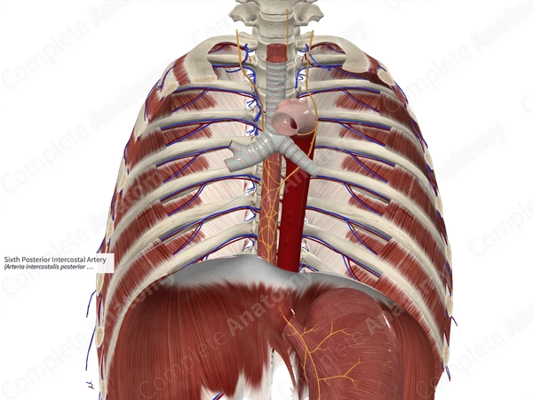 Sixth Posterior Intercostal Artery | Complete Anatomy