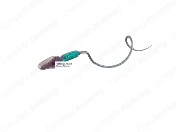 Fibrous Sheath | Complete Anatomy
