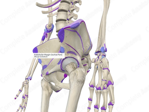 Acetabular Margin (Ischial Part) | Complete Anatomy