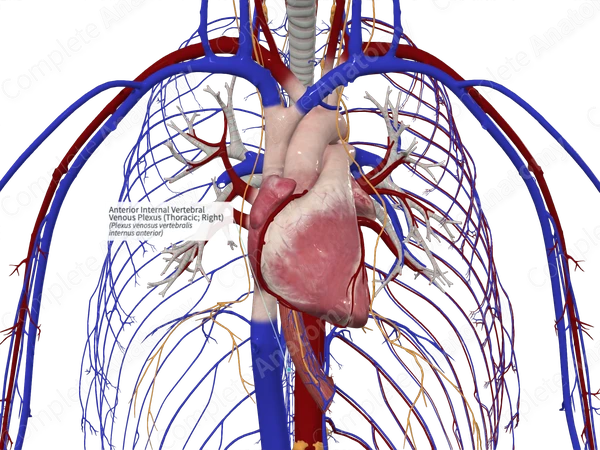 Anterior Internal Vertebral Venous Plexus (Thoracic; Right) | Complete ...