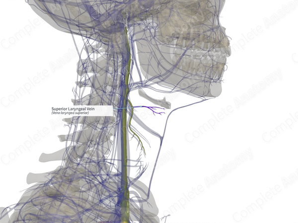 Superior Laryngeal Vein (Left) | Complete Anatomy