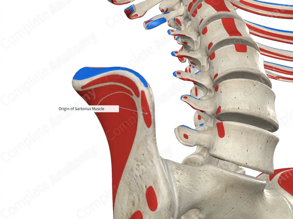 Origin of Sartorius Muscle | Complete Anatomy