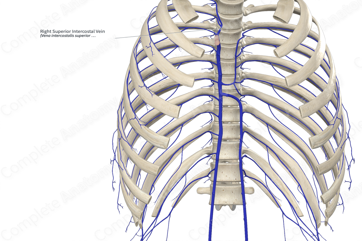 Right Superior Intercostal Vein | Complete Anatomy