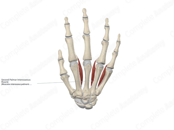 Second Palmar Interosseous Muscle | Complete Anatomy