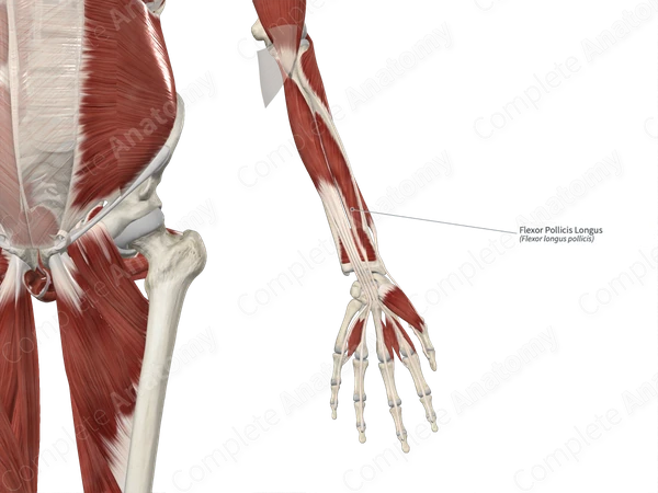 Flexor Pollicis Longus Muscle Origin Insertion Abductor Pollicis