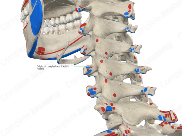 Origin of Longissimus Capitis Muscle | Complete Anatomy