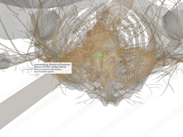 Intermediate Branch of Posterior Ramus of Fifth Lumbar Nerve (Right ...