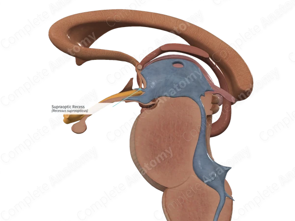 Supraoptic Recess | Complete Anatomy