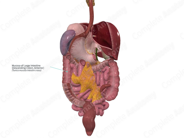 Mucosa of Large Intestine (Descending Colon; Anterior) | Complete Anatomy