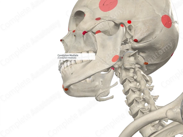 Condylion Mediale (Left) | Complete Anatomy