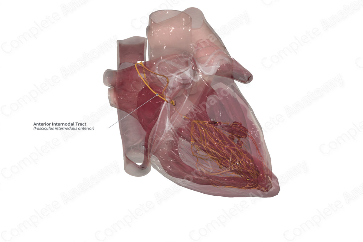 Anterior Internodal Tract | Complete Anatomy