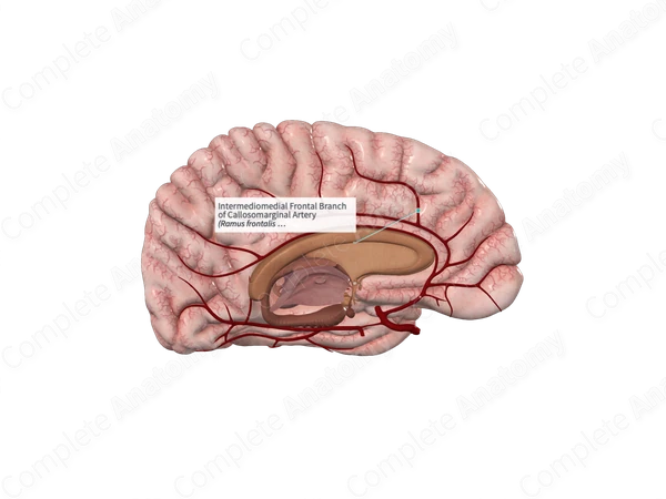 Intermediomedial Frontal Branch of Callosomarginal Artery | Complete ...