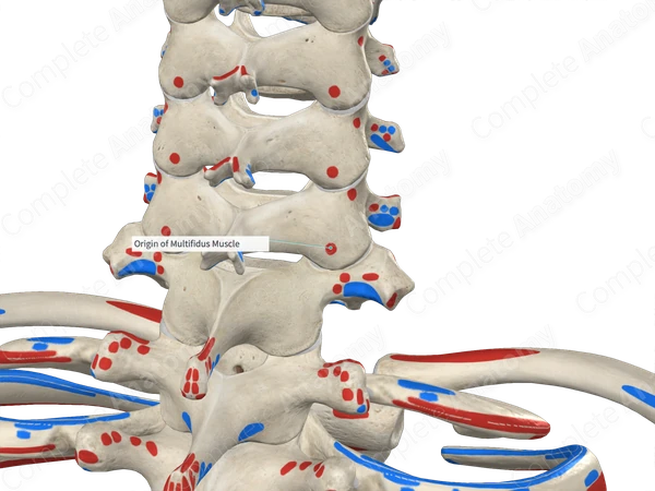Origin of Multifidus Muscle | Complete Anatomy