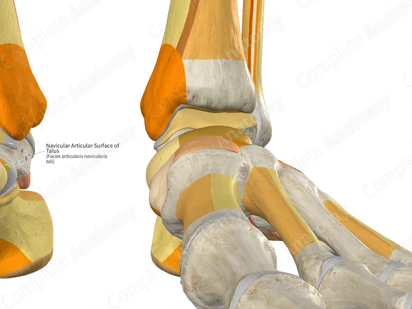 Navicular Articular Surface of Talus | Complete Anatomy