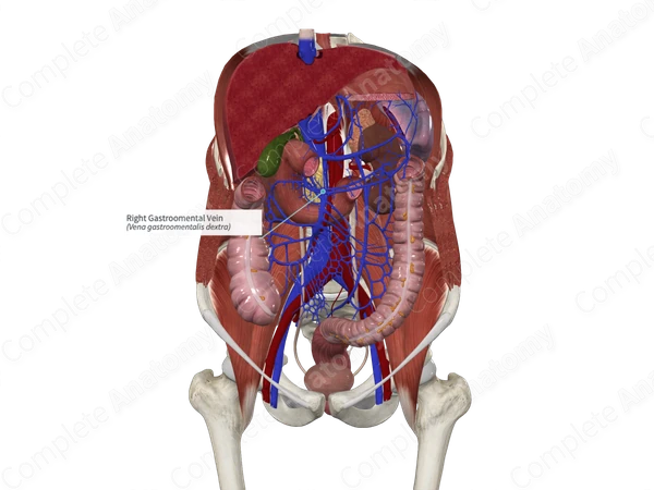 Right Gastroomental Vein | Complete Anatomy