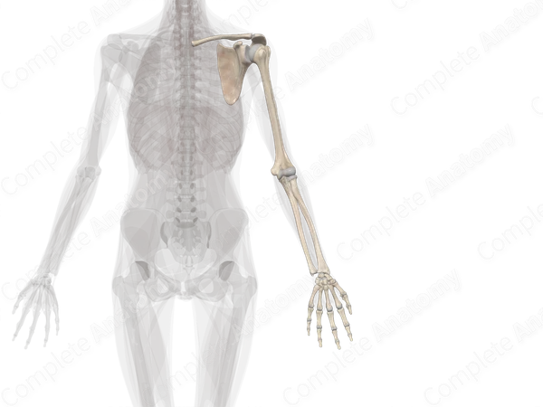 Bones of Upper Limb (Left) | Complete Anatomy