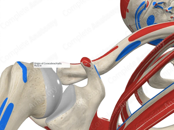 Origin of Coracobrachialis Muscle | Complete Anatomy