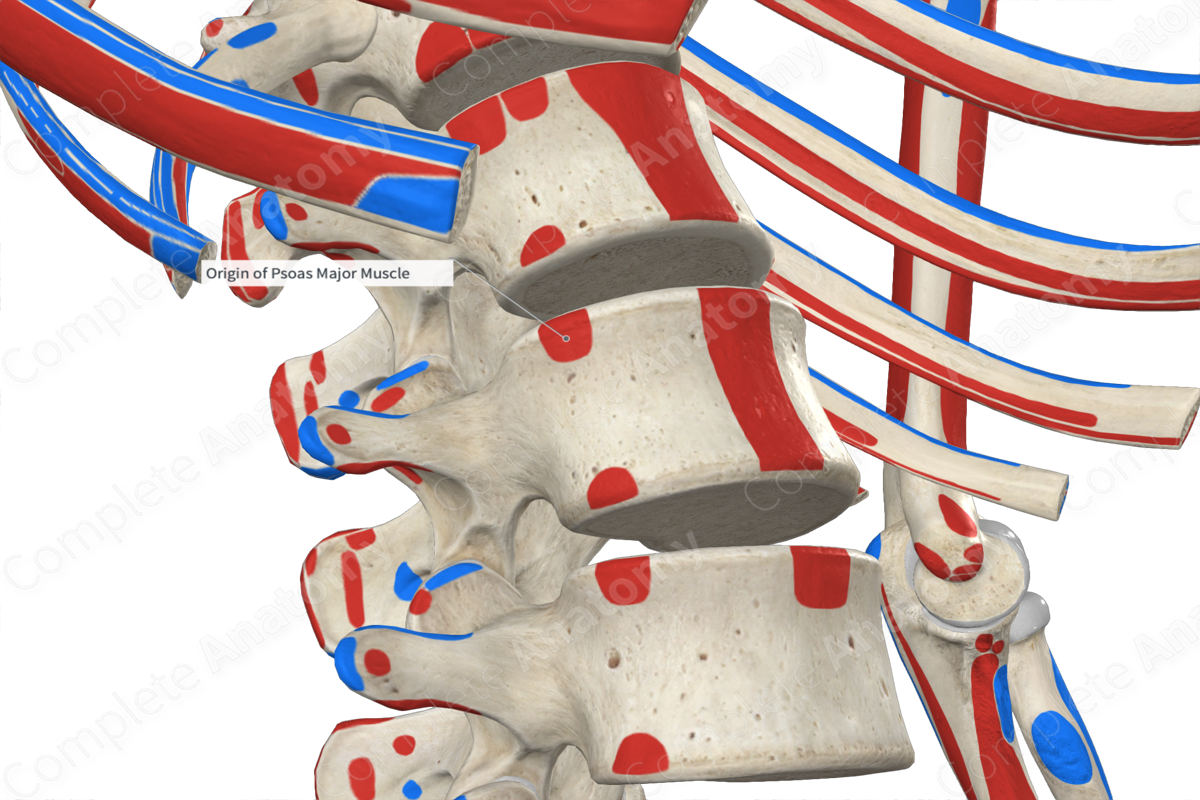 Origin Of Psoas Major Muscle Complete Anatomy