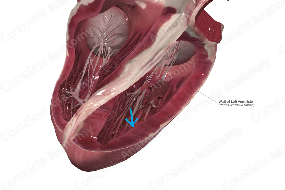 Wall of Left Ventricle | Complete Anatomy