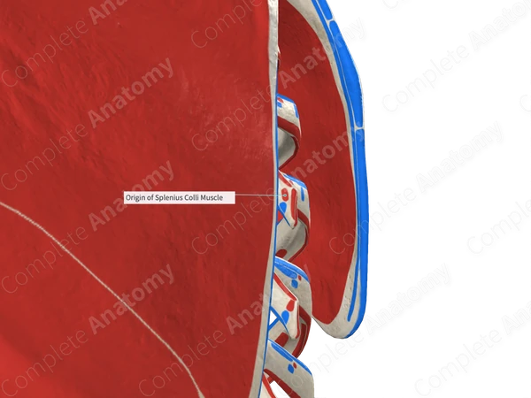 Origin of Splenius Colli Muscle | Complete Anatomy