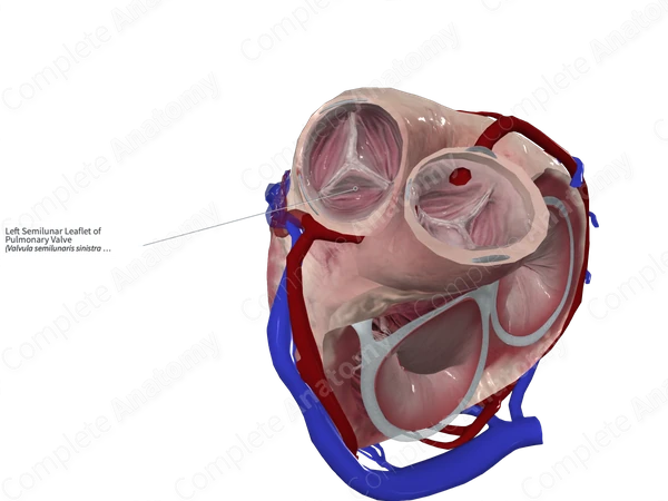 Semilunar Valves Structures Of The Heart