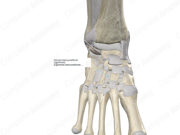 Dorsal Intercuneiform Ligaments | Complete Anatomy
