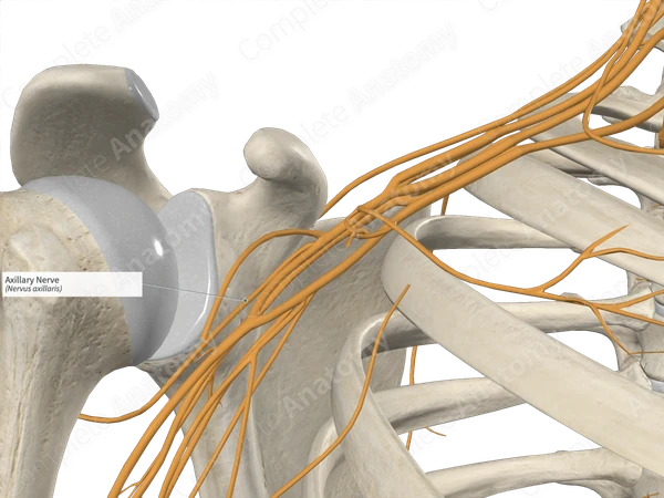 Axillary Nerve | Complete Anatomy