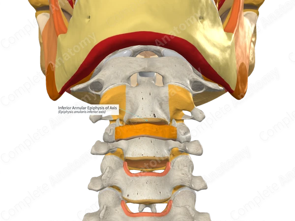 Inferior Annular Epiphysis of Axis | Complete Anatomy