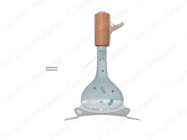 Axolemma | Complete Anatomy