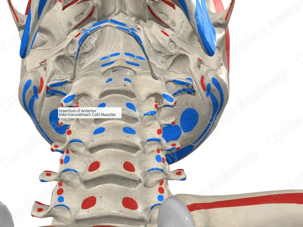 Insertion of Anterior Intertransversarii Colli Muscles | Complete Anatomy