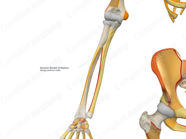 Anterior Border of Radius | Complete Anatomy