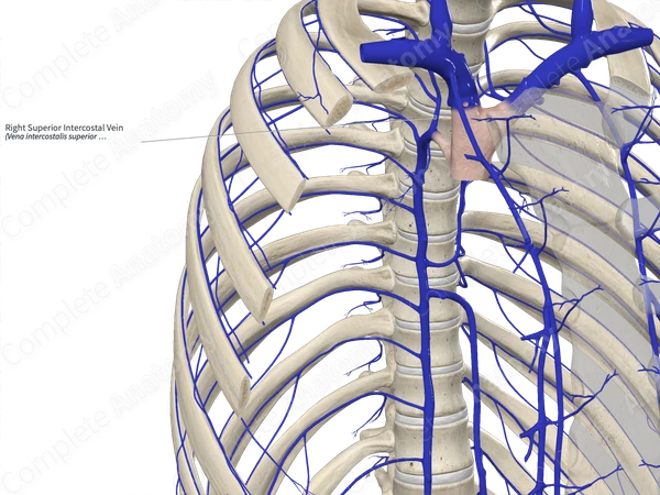 Right Superior Intercostal Vein | Complete Anatomy
