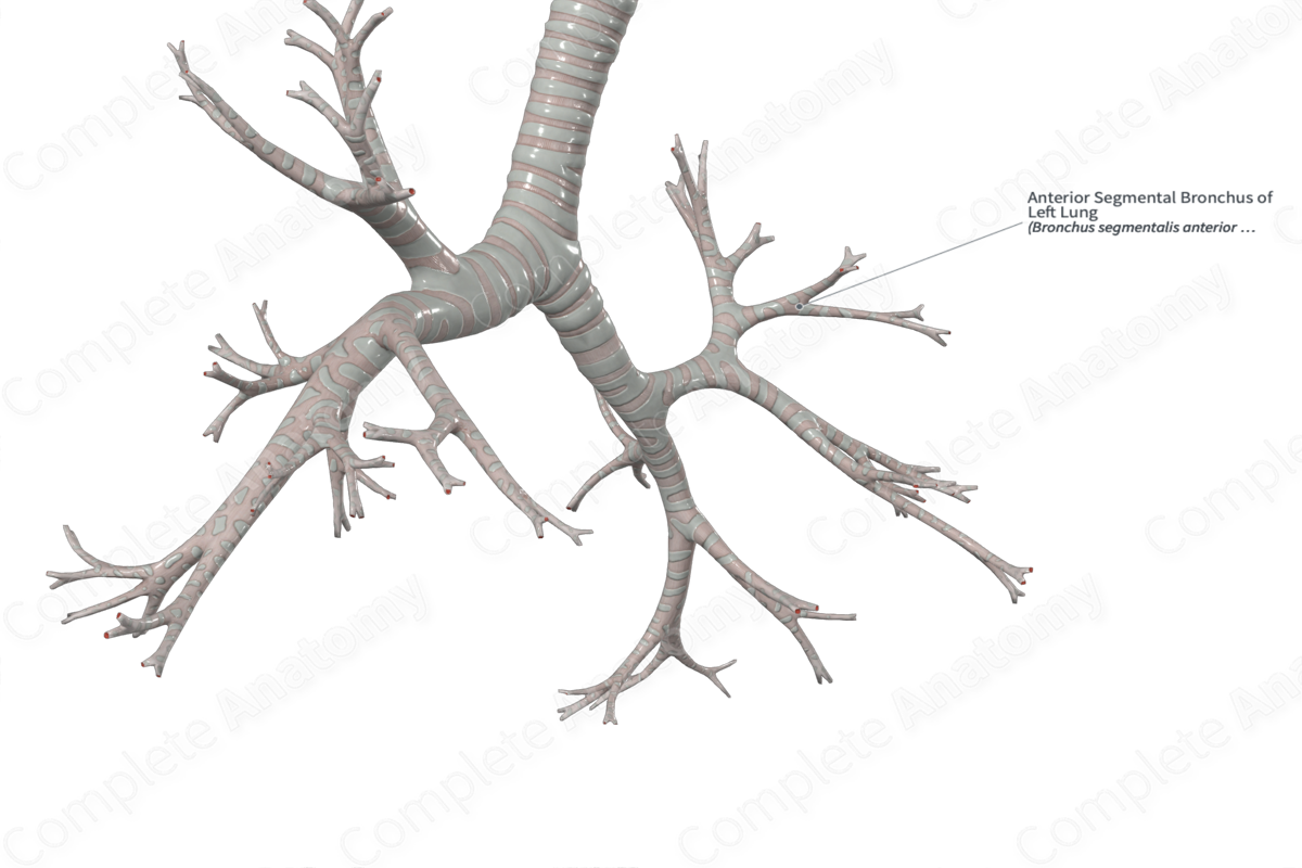 Anterior Segmental Bronchus Of Left Lung Complete Anatomy