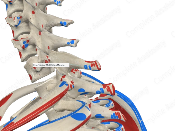 Insertion of Multifidus Muscle | Complete Anatomy