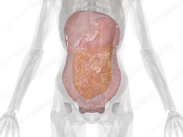 Peritoneum | Complete Anatomy