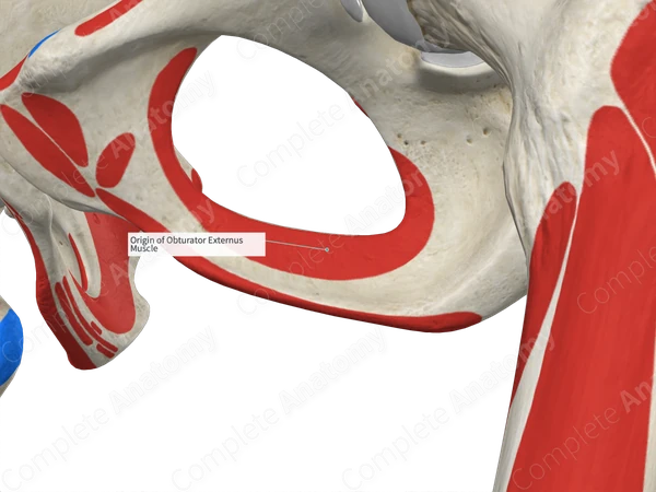 Origin of Obturator Externus Muscle | Complete Anatomy
