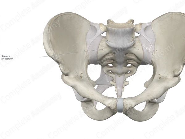 Sacrum | Complete Anatomy