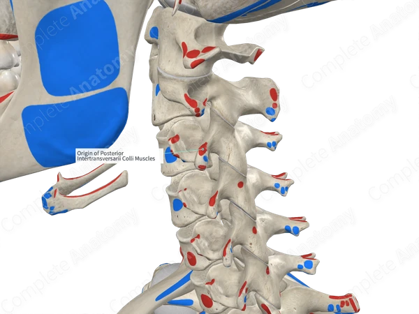 Origin of Posterior Intertransversarii Colli Muscles | Complete Anatomy