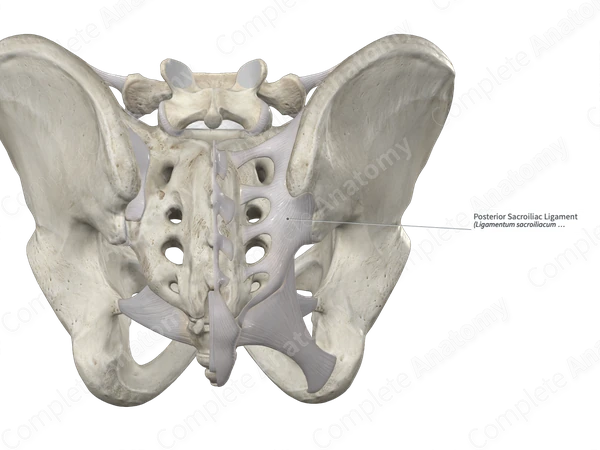Posterior Sacroiliac Ligament | Complete Anatomy