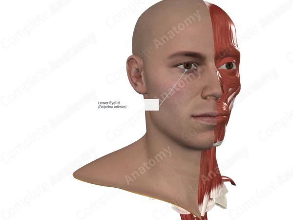 Lower Eyelid | Complete Anatomy