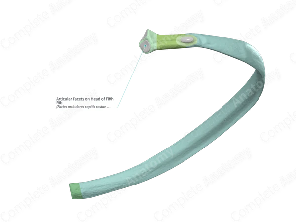 Articular Facets on Head of Fifth Rib | Complete Anatomy