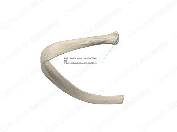 Articular Facets on Head of Sixth Rib | Complete Anatomy