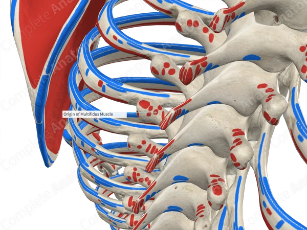 Origin of Multifidus Muscle | Complete Anatomy